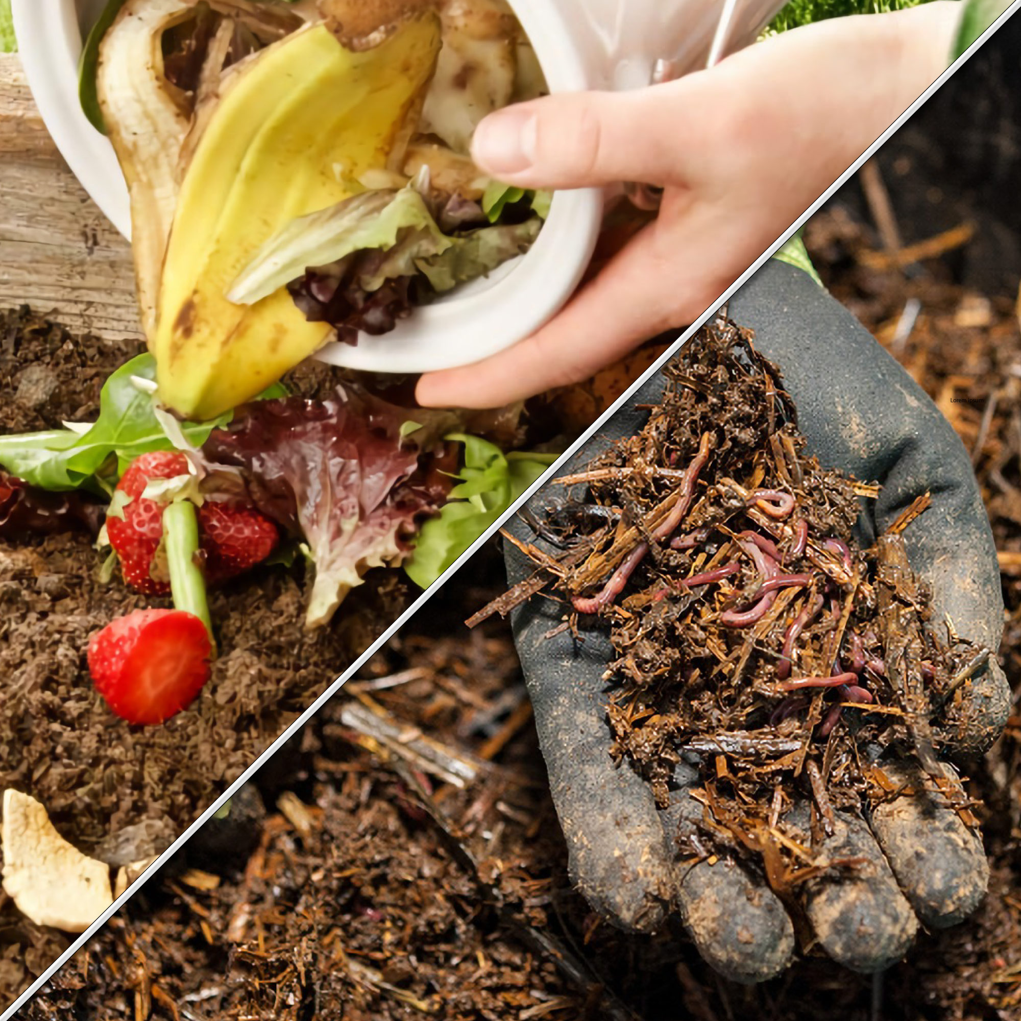 Vermicompostagem X Compostagem orgânica: qual é a melhor alternativa?