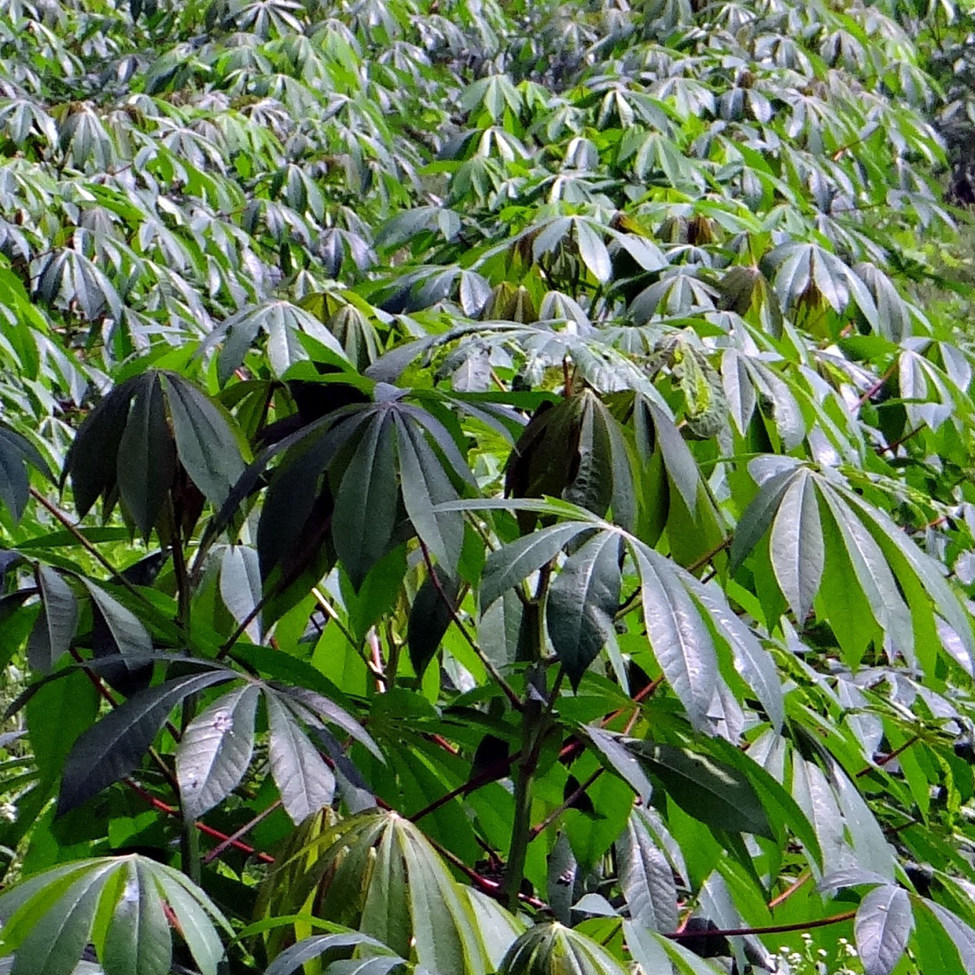Plantação de mandioca: maximize seus resultados com organominerais ...