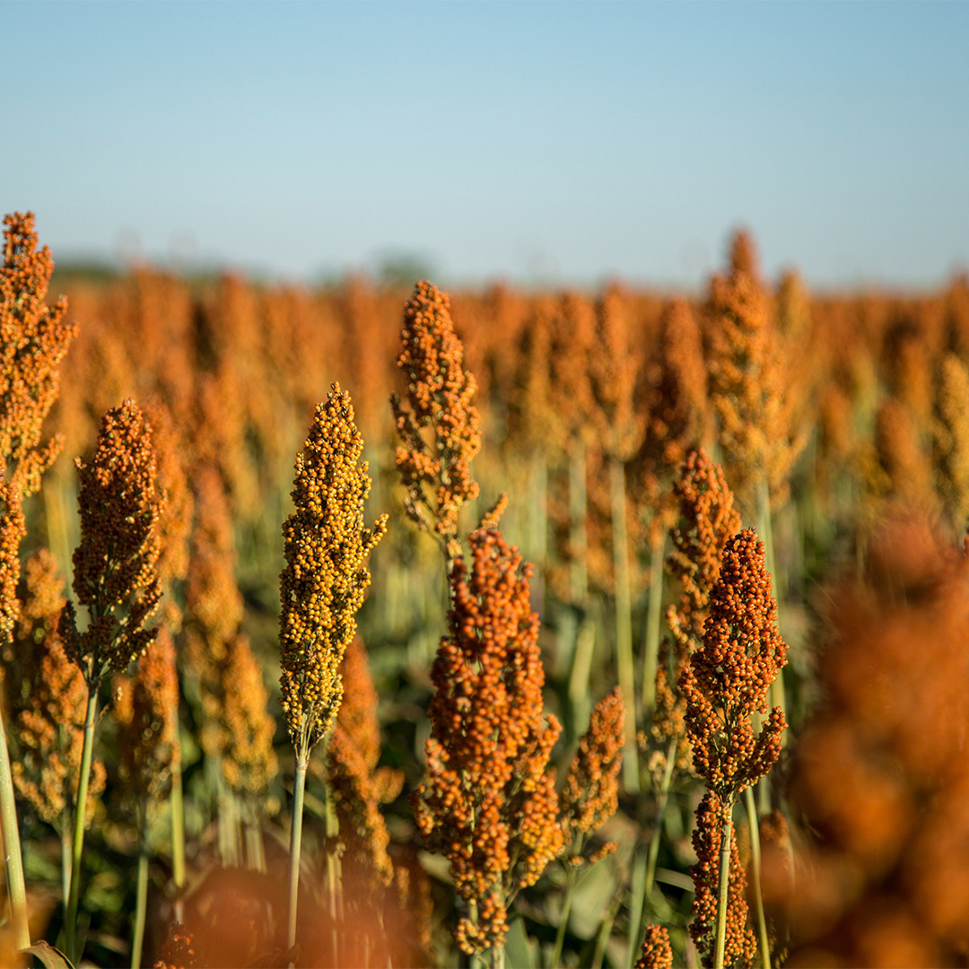 Planta Jovem De Sorgo Sementes De Microverdes De Couve Mahara