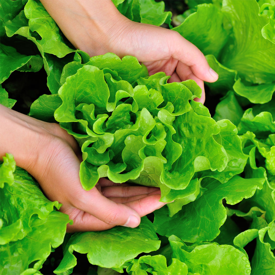 Plantação de alface: maximize sua lucratividade com os organominerais ...