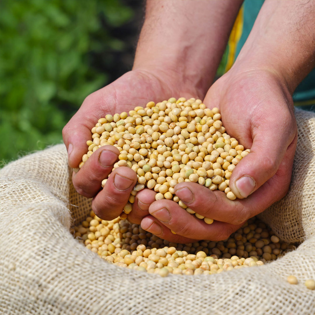 Colheita de soja: como melhorar a produtividade? | Terra de cultivo Colheita de soja: como melhorar a produtividade? | Terra de cultivo