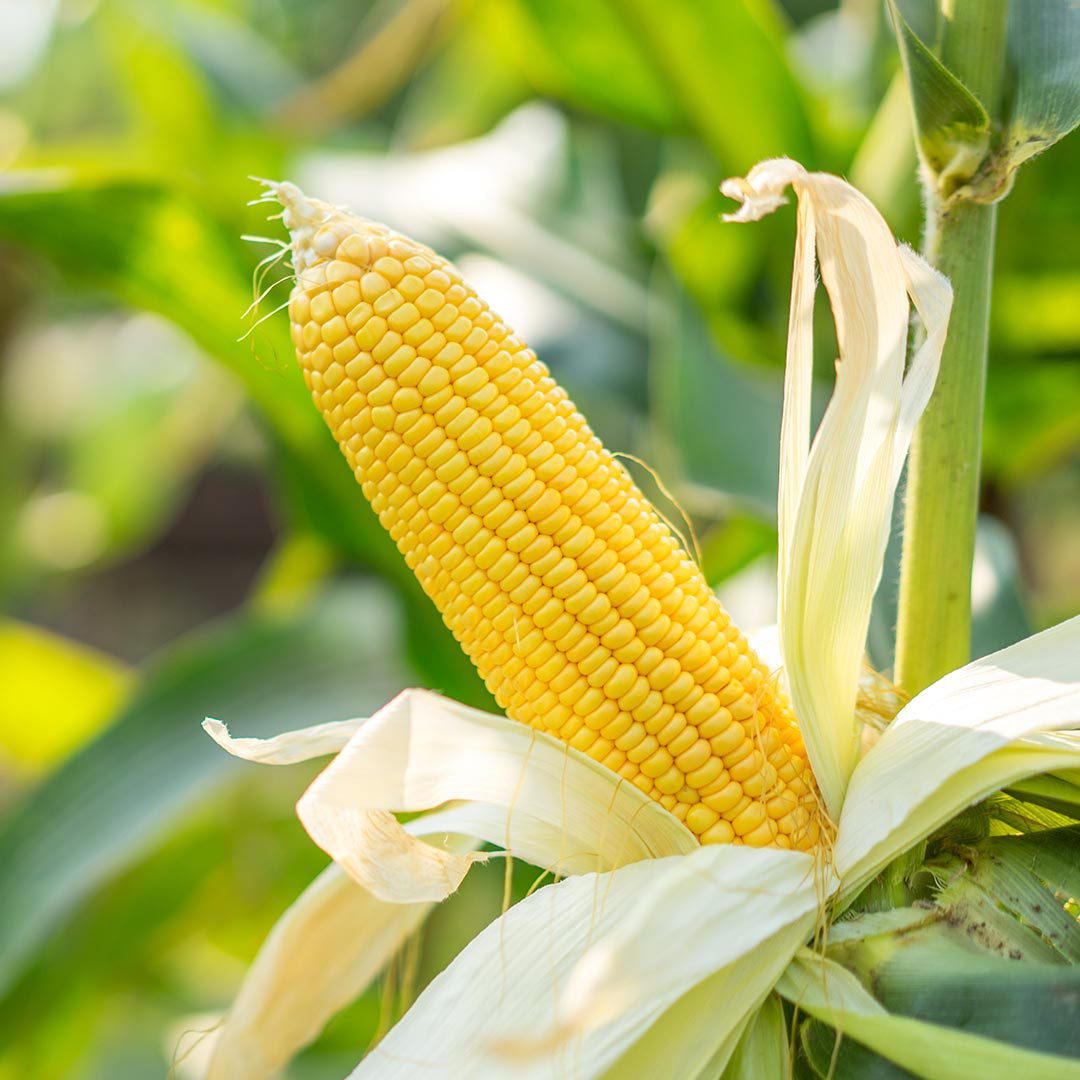 Milho safrinha: como aumentar a produtividade da lavoura? | Terra de ...